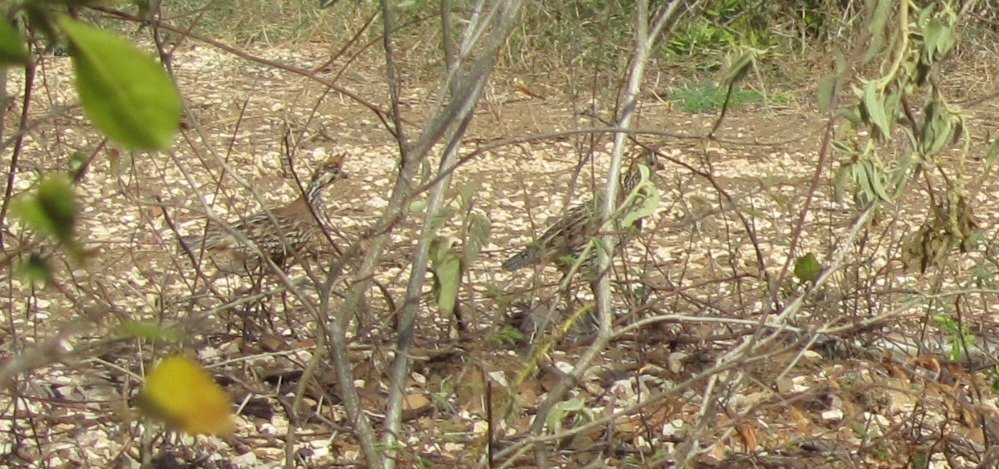 Hiking Curaçao - Flora and Fauna: Sloké - Quail - Kwartel