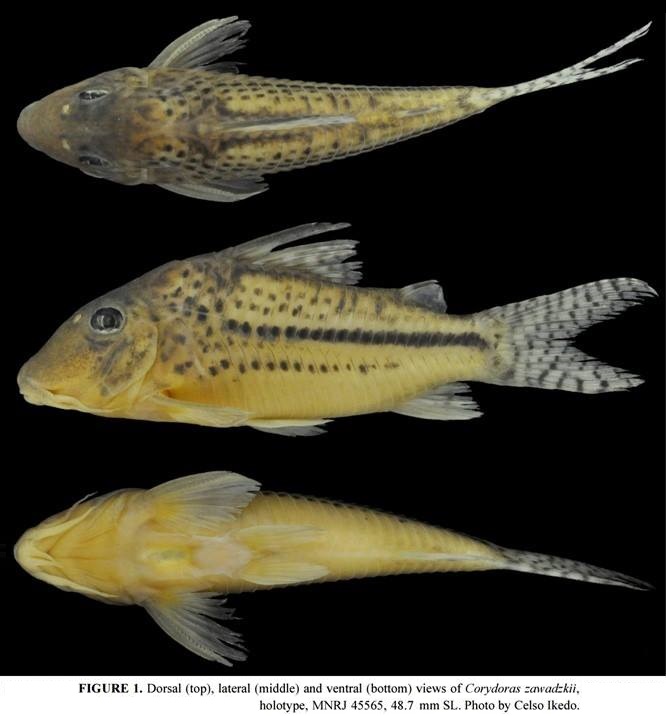 Species New to Science: [Ichthyology • 2016] Corydoras zawadzkii • A ...
