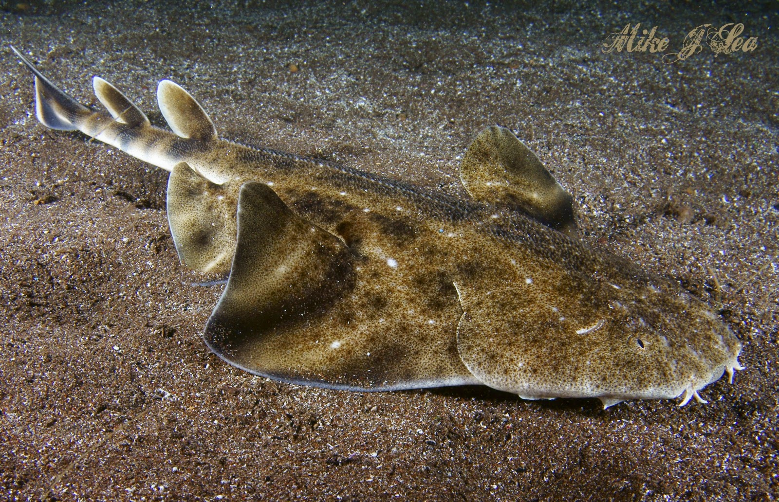 The Best Shark Dive in the World!: Baby Angel Sharks!