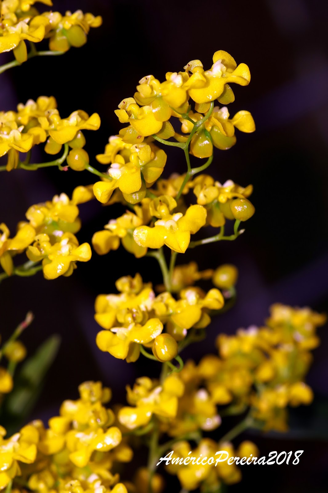 Orquídeas soltas: Oncidium cheirophorum