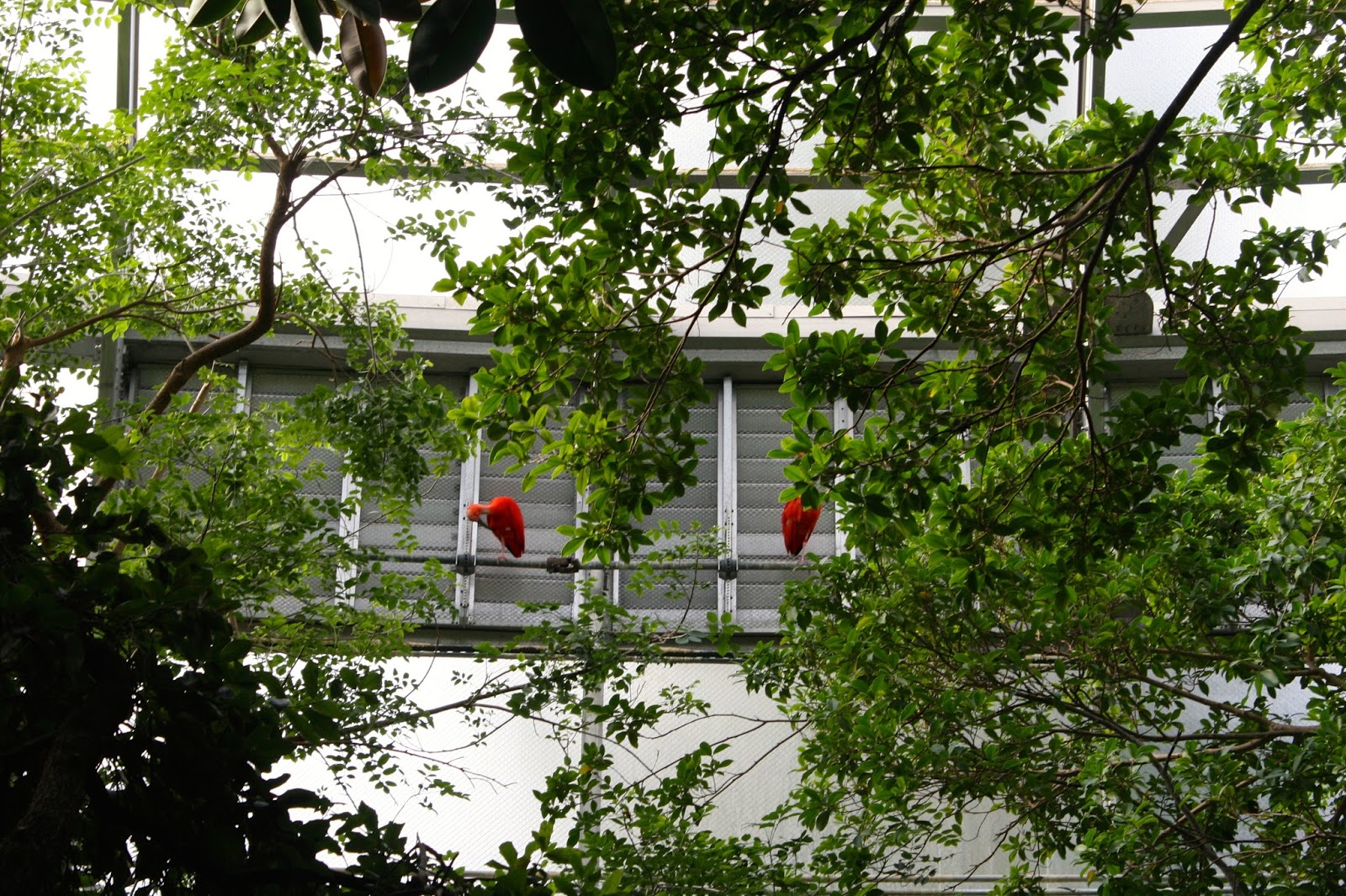 A visit at Detroit Zoo Matilda Wilson Flight Aviary and Butterfly ...