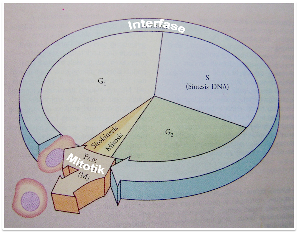 I LOVE BIOLOGY: REPRODUKSI SEL