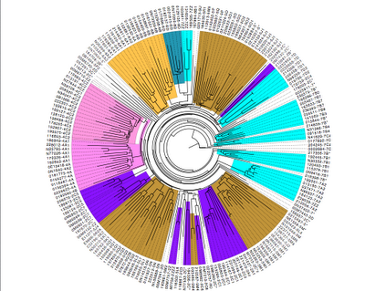 KurdishDNA: R1a1a comparison STR111 Part II