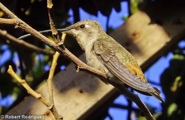 Aves de Arequipa y el Peru by Robert Rodriguez: Rhodopis vesper