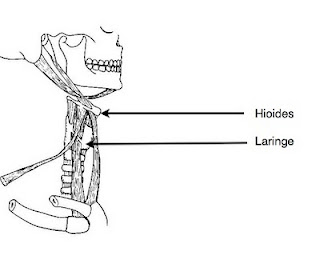Cabeza y Raquis : Hueso Hioides