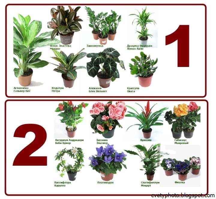 Цветок На Букву Б Фото – Telegraph