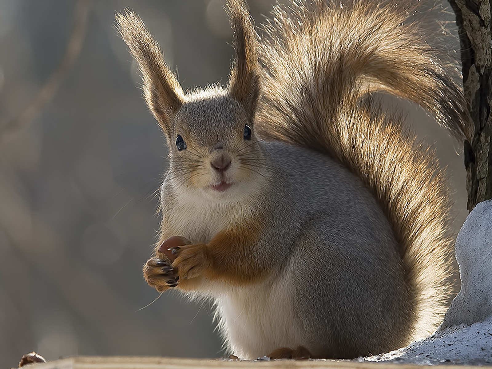 Fotos de ardillas comiendo en bosques