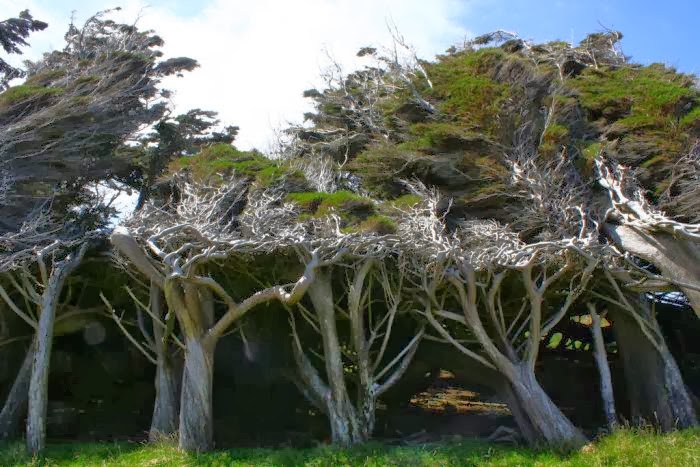 Slope Point's Trees | Famous Celebrities