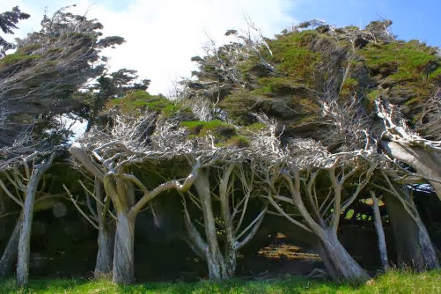 Slope Point's Trees | Famous Celebrities