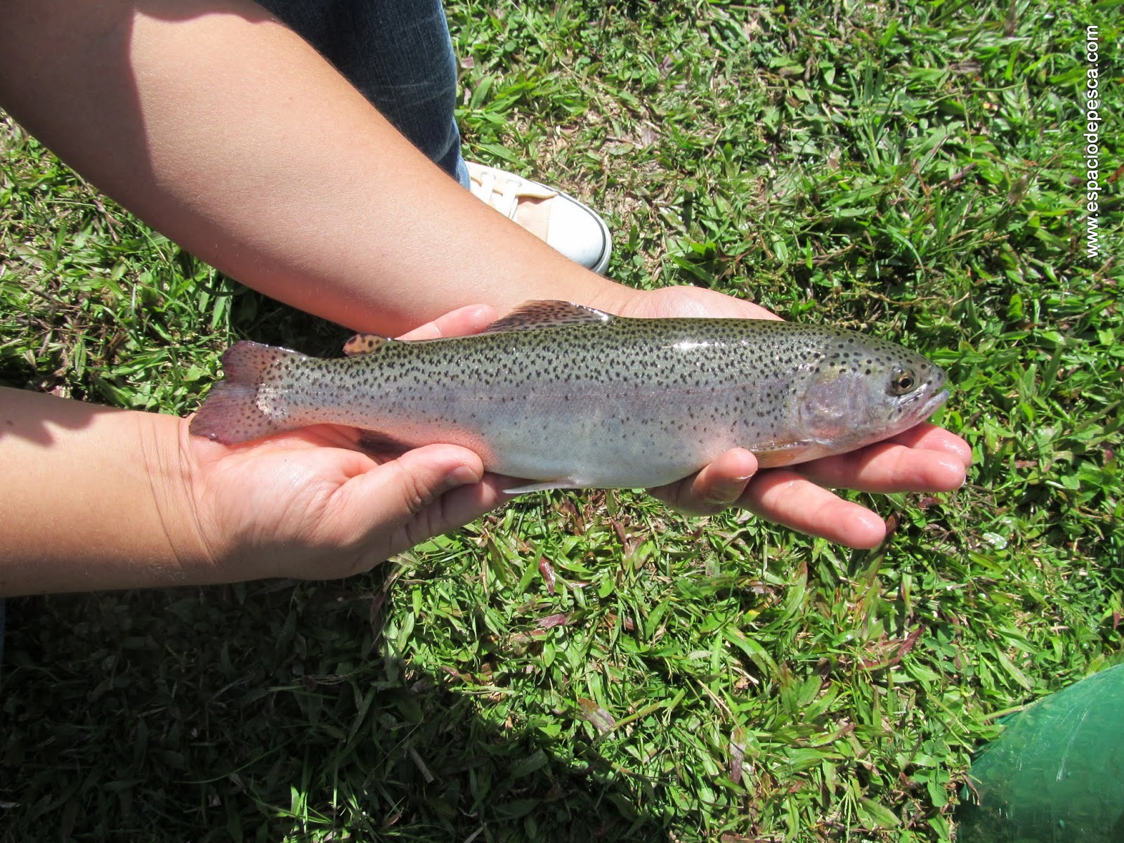 Espacio de Pesca: 2012-09-02 Pescando truchas con James en la Truchera ...