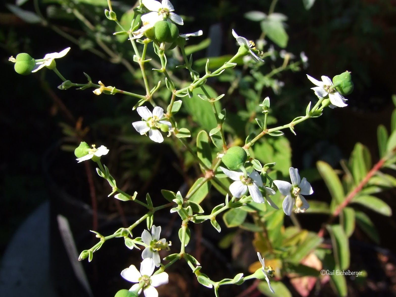 clay and limestone: Wildflower Wednesday: Flowering Spurge