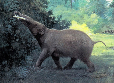 Synapsida: Miocene (Pt 3): The Elephants Reach Europe