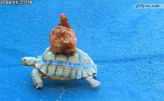 Animated Meme: Slow Rider