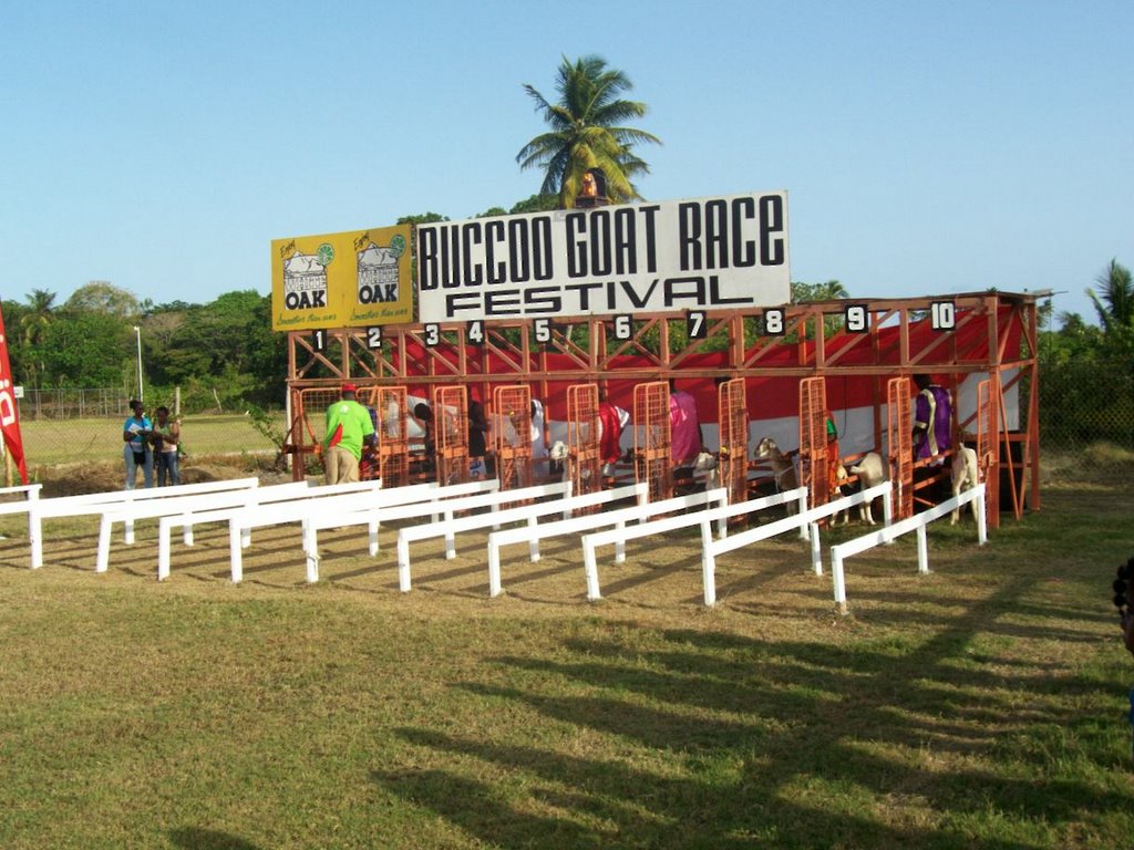 TobagoTraveller: Tobago Goat Race ( Easter Tuesday)