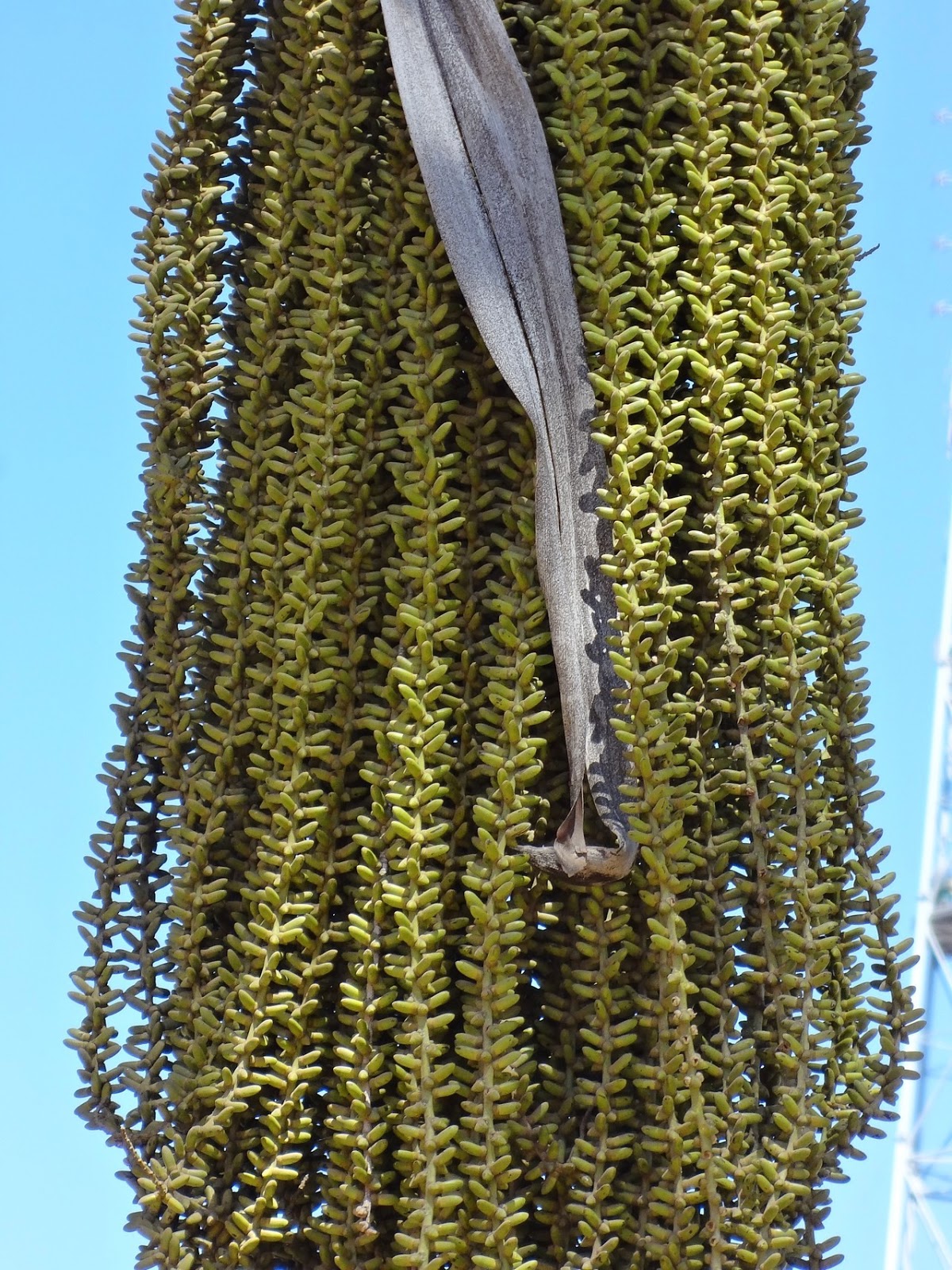 Try-out: A palm tree with dreadlocks.....