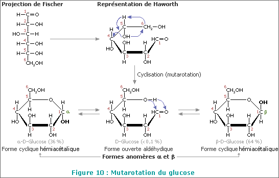 Bio Geo Nerd: Bio Chemistry in Plants