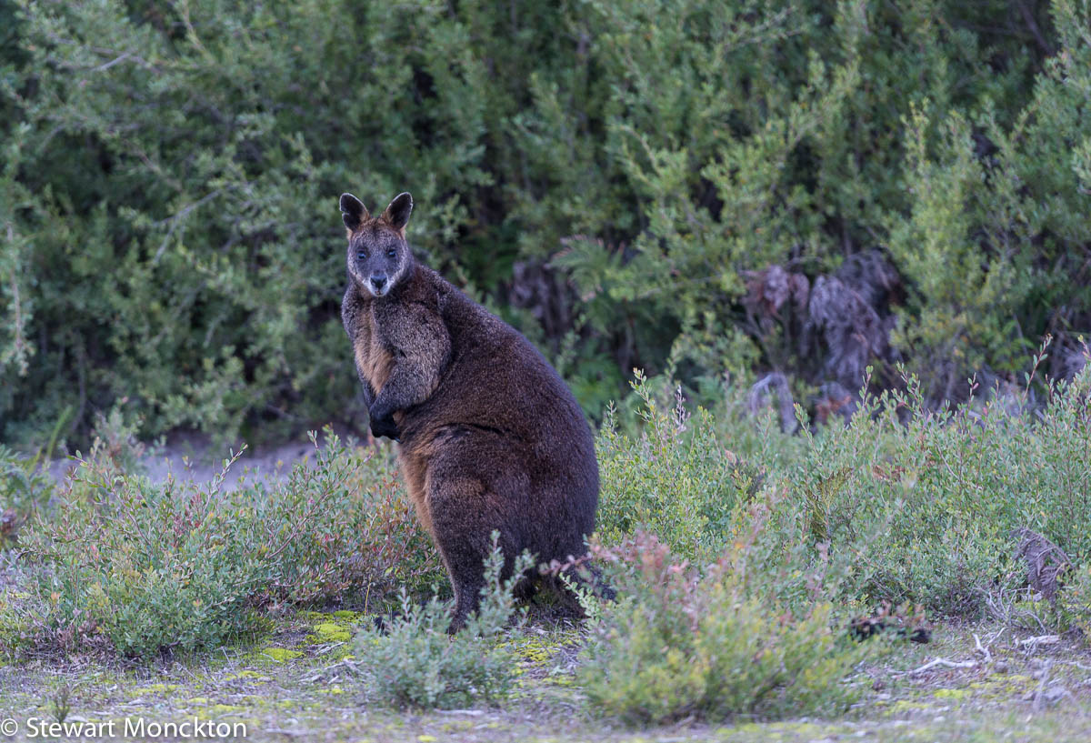 Paying Ready Attention - Photo Gallery: Black Wallaby / Swamp Wallaby