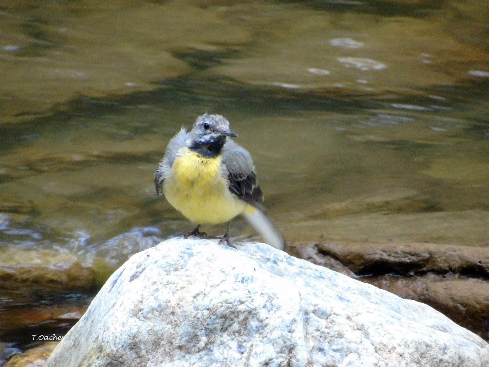 PASARI DIN ROMANIA: CODOBATURA DE MUNTE, Motacilla cinerea