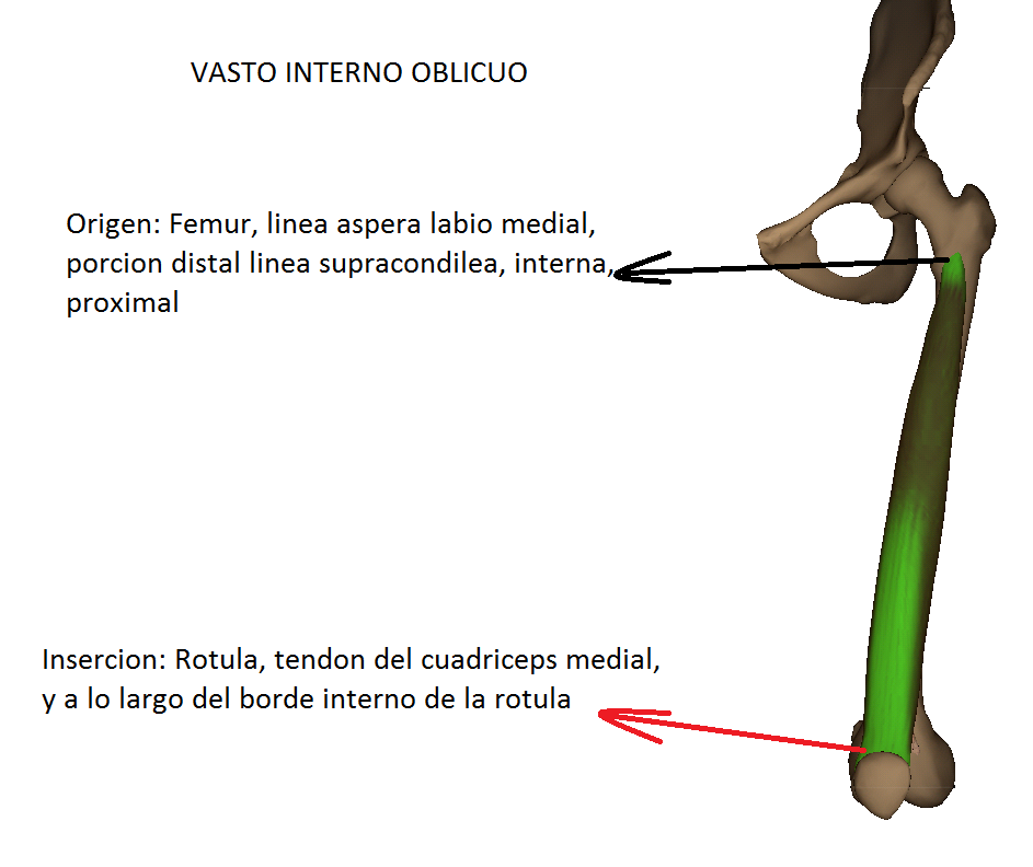 Anatomy full : MUSCULO VASTO INTERNO OBLICUO