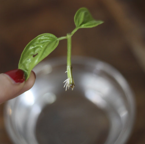 How To: Grow & Propagate Basil From Cuttings | 17 Apart