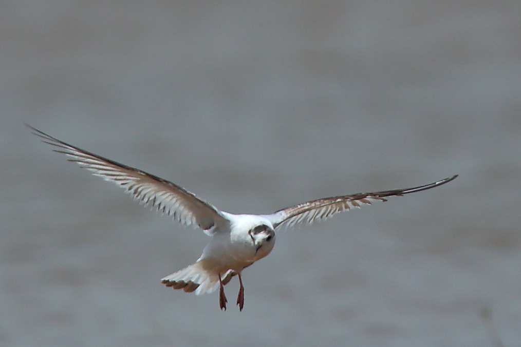 LITTLE GULL a First Record for Pakistan?