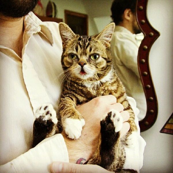 Meet this cute Lil Bub (25 pics) | Amazing Creatures