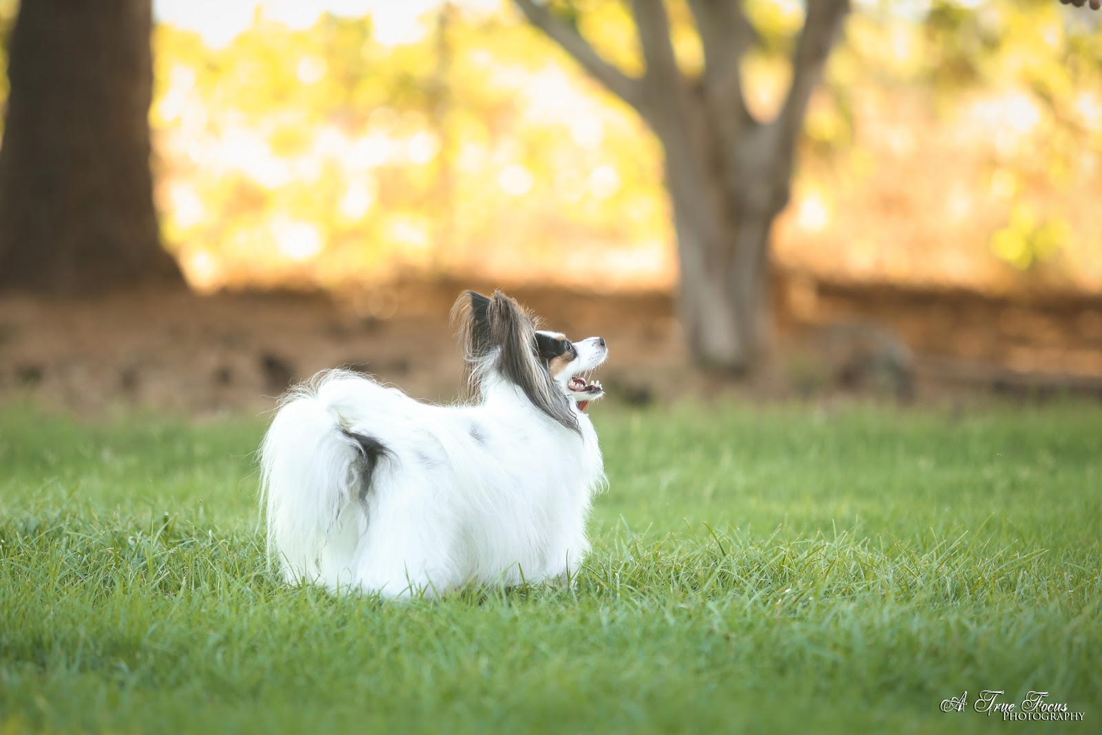 A True Focus Photography: Gypsy {dog and pet photography}