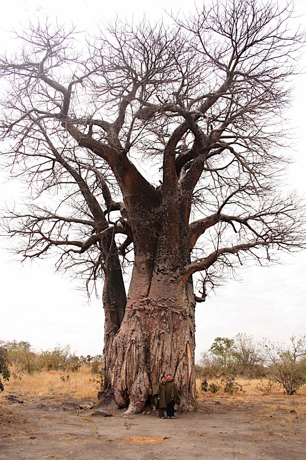 Giant Trees From Around The World: Baobab trees
