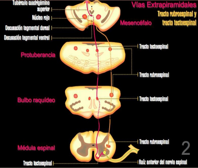 Neurofisiología: Sistema Extrapiramidal y Cerebeloso