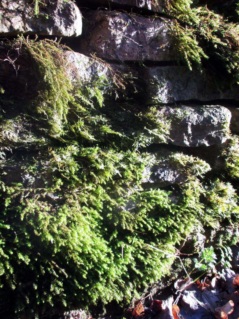 RoaminRascal: Sapperton Valley and Siccaridge Wood