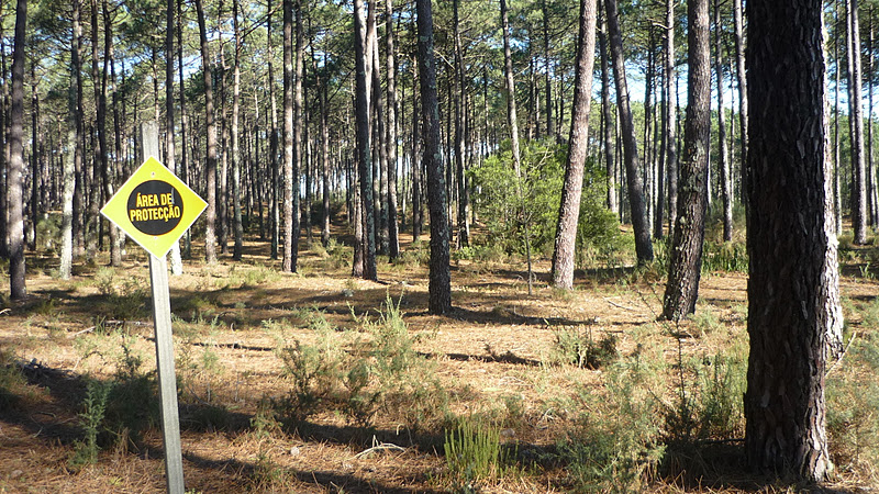 Palmilheiro: Trilho da Floresta de Ovar
