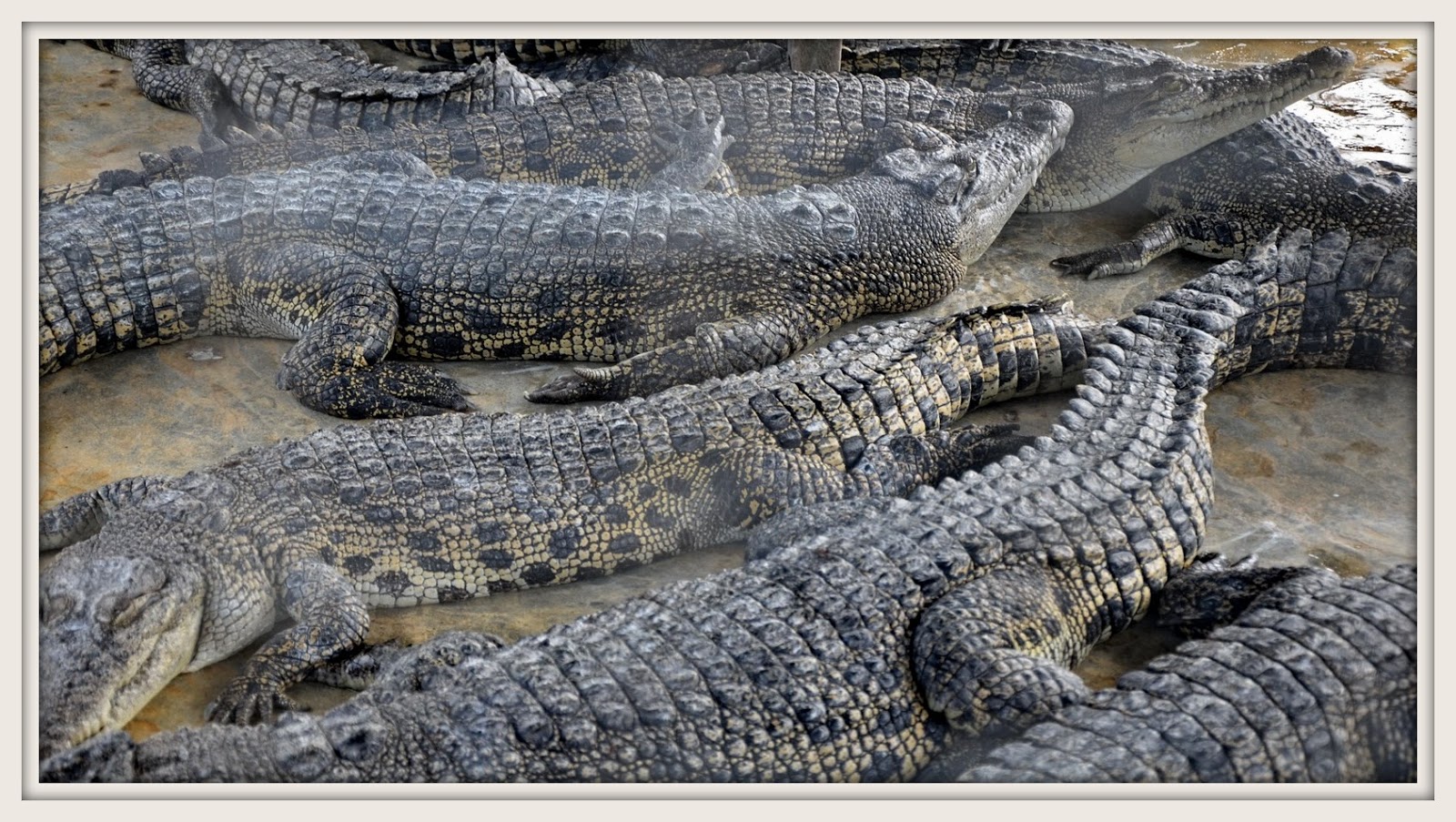 Wisata Fauna: Lebih Dekat Mengenal Buaya di Teritip ~ Arulin Yuuk