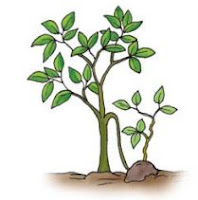 IPA Pengertian Mencangkok, Menyetek, Merunduk, Okulasi, Mengenten ...