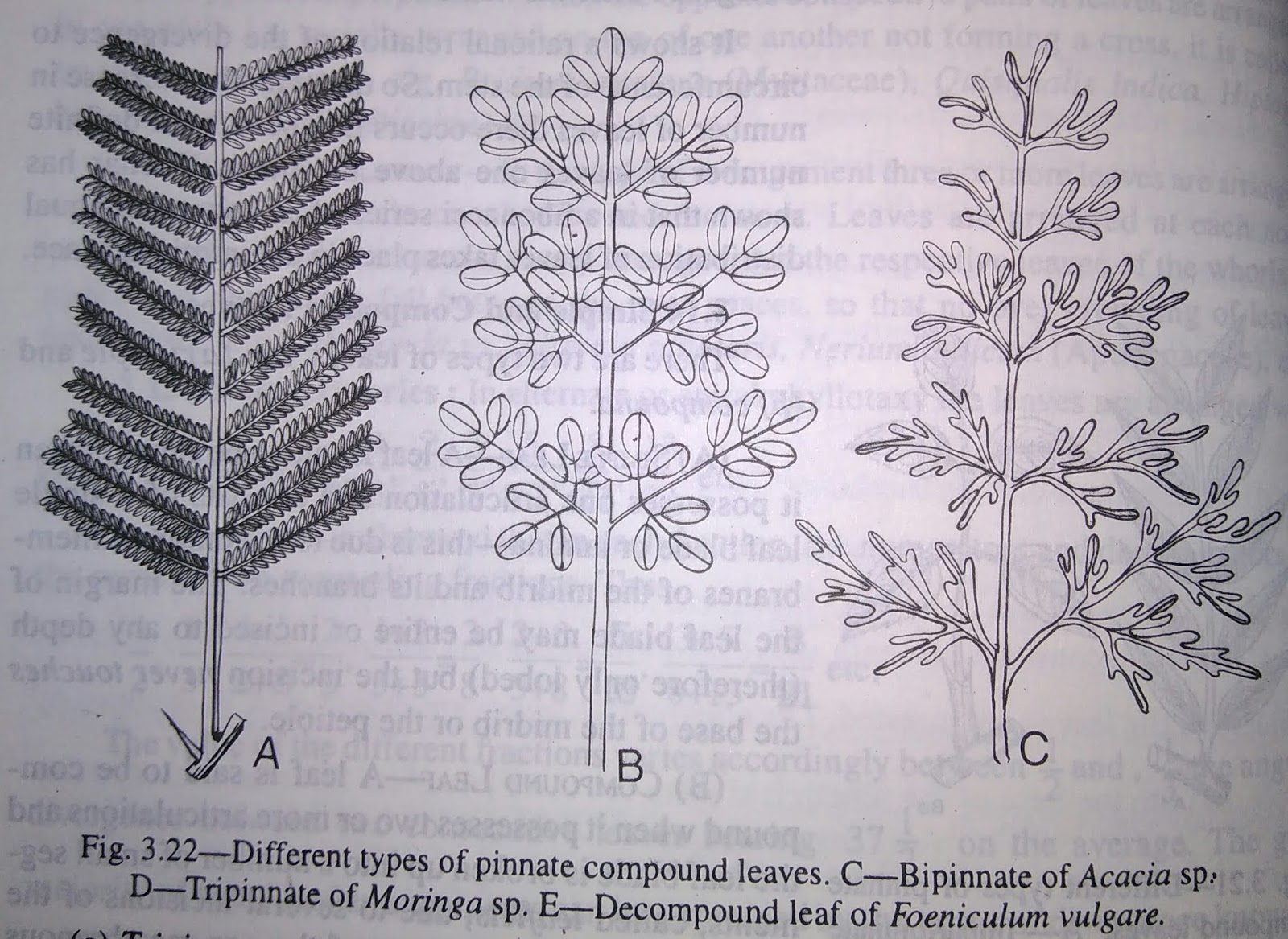 Leaf:Fibonacci series, simple and compound leaves-digieduco