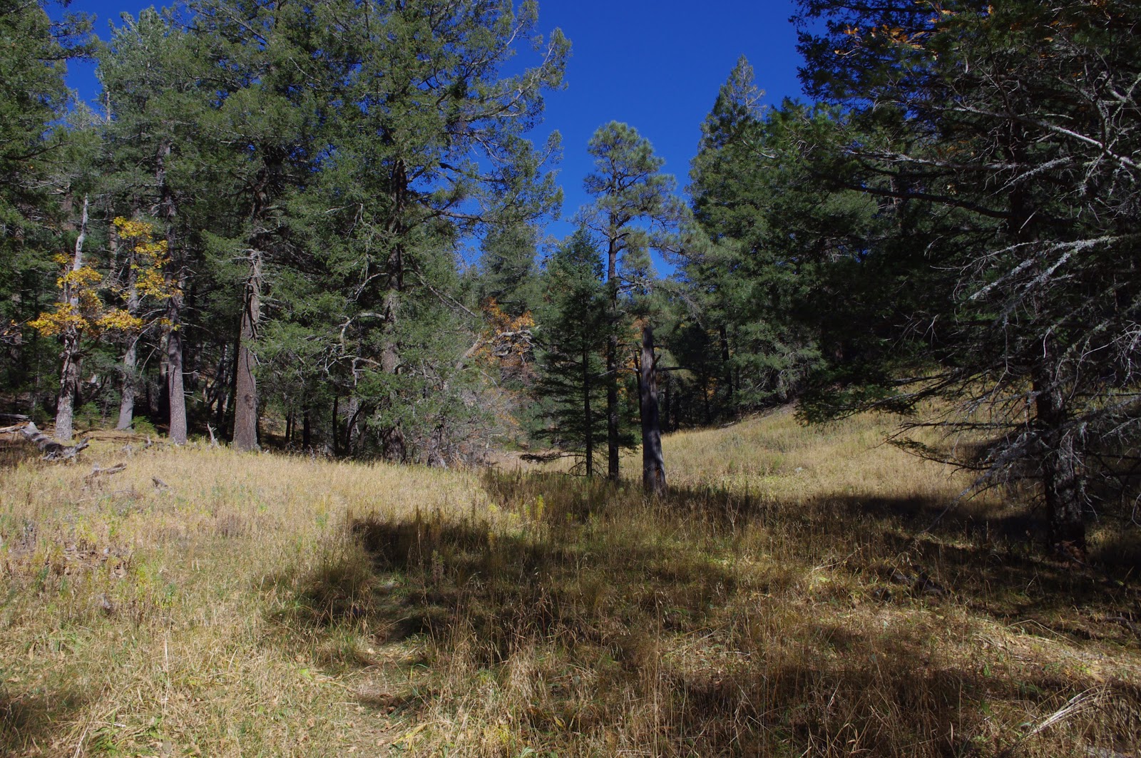Southern New Mexico Explorer: Grandview Trail-FT 146, Gila National Forest
