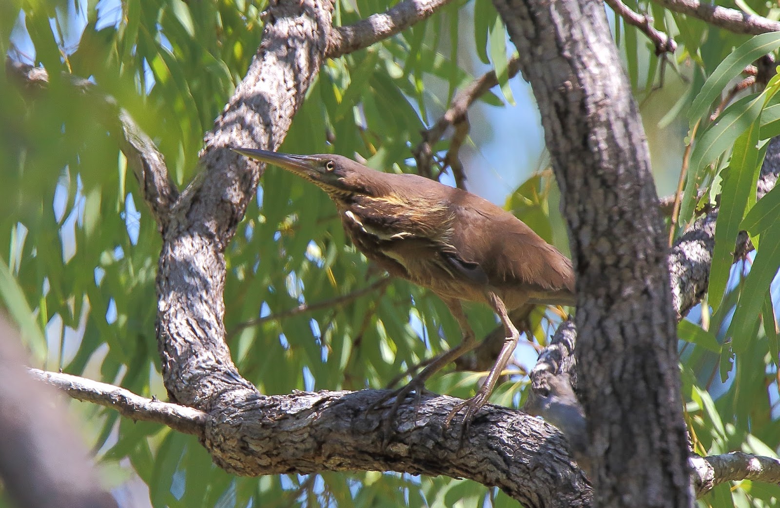Richard Waring's Birds of Australia: Black Bittern, a nice surprise in ...