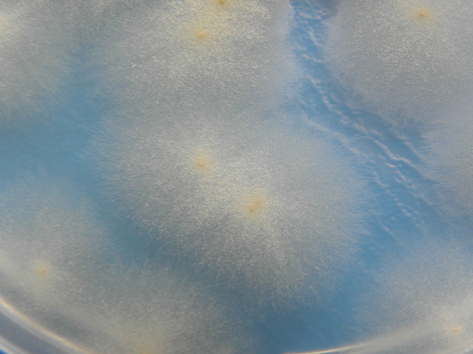 ATLAS MICOLOGIA: PAECILOMYCES VARIOTII