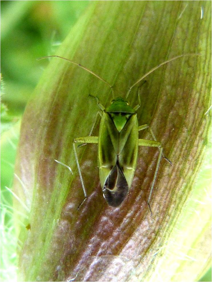 Insects of Scotland: True Bugs