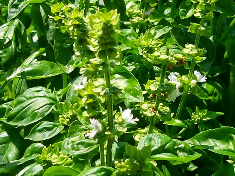 al encuentro con las flores: Albahaca - Basil (Ocimum Basilicum)