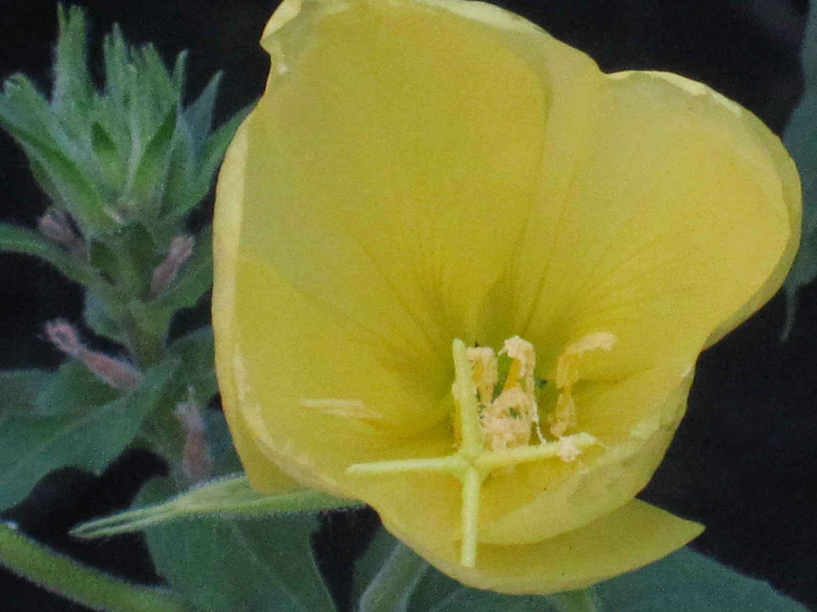 BAHCEMDEKİ SİHİR: EZAN ÇİÇEĞİ-(EVENİNG PRİMROSE, OENOTHERA)