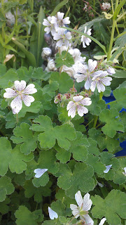 Støalien`s hage: Geranium,eller Storknebb som det også kalles.
