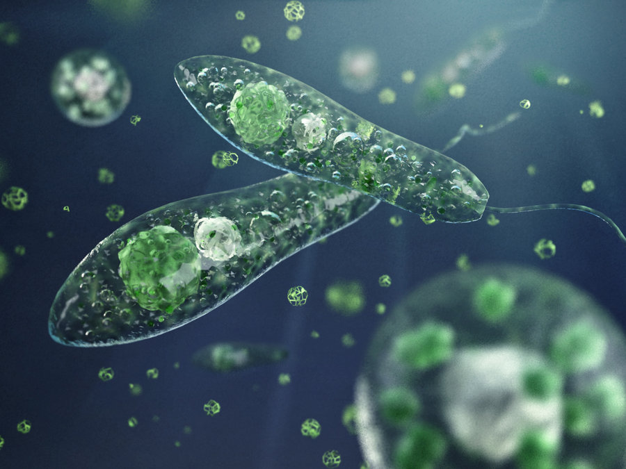 Qonitah's Blog: 5 Kingdom