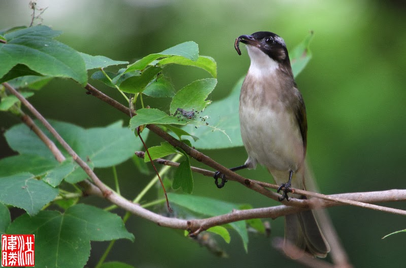 Birding in Taiwan - Chinese Bulbul