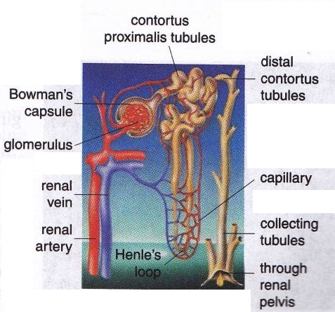 Urine Flow Through Kidney