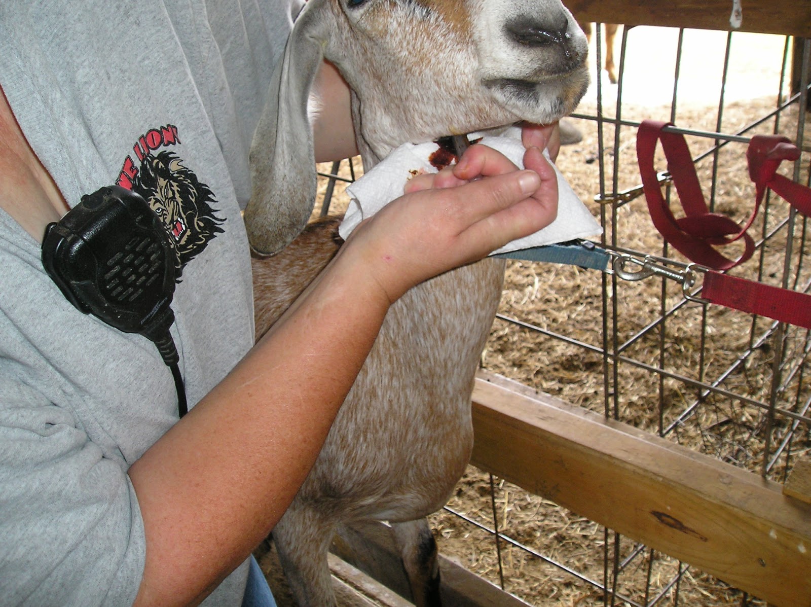 Thoughts from Frank and Fern: Dealing with a Goat Abscess - Yuck!!