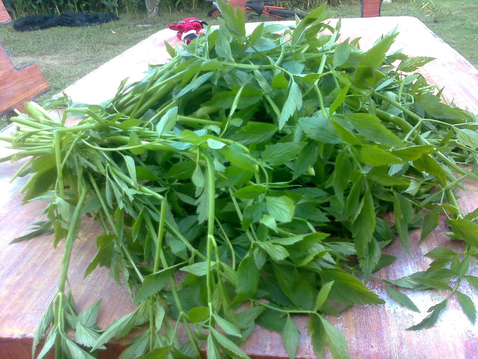 wonderful-life: SILOM/ SELOM