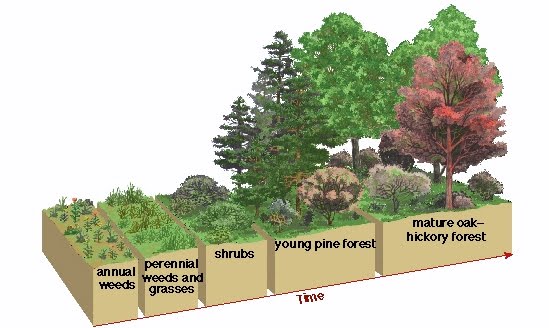 PENGERTIAN DEFINISI ISTILAH ARTI KATA: Definisi Suksesi Sekunder