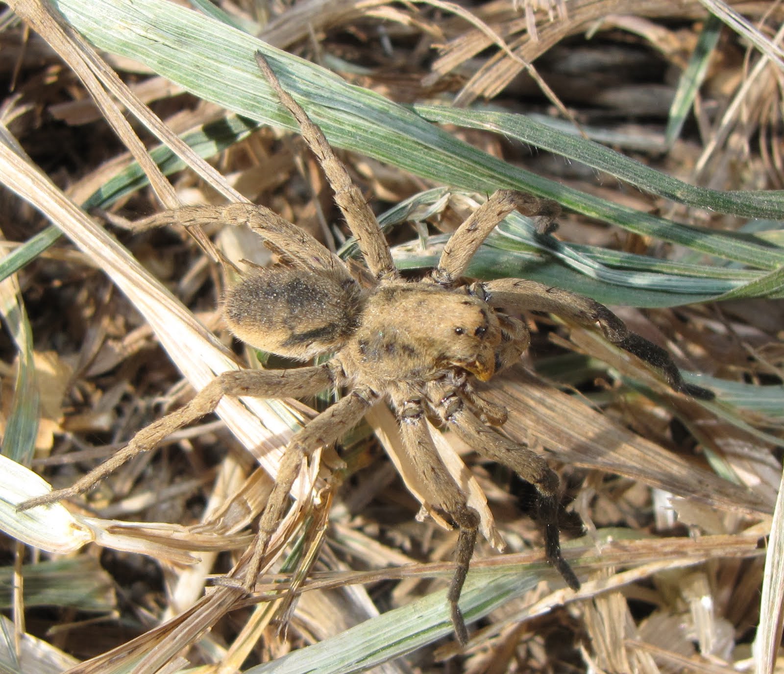 Bug Eric: Spider Sunday: Burrowing Wolf Spider