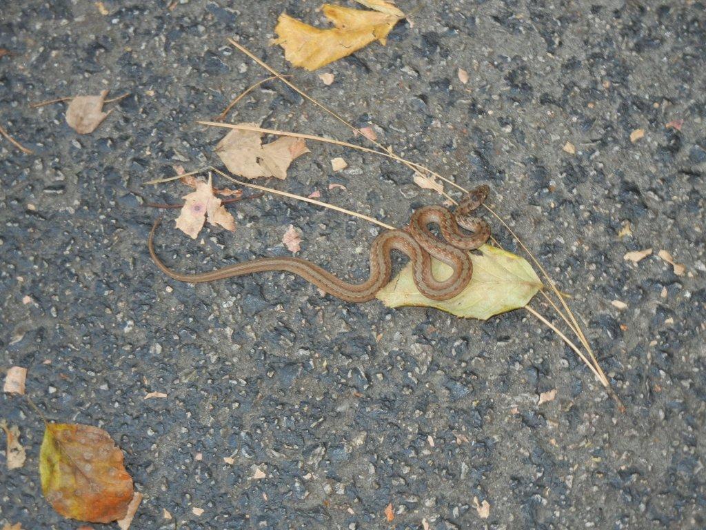 Beauty in the Ordinary: Baby Snakes