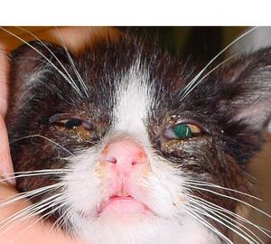 Amy's Animal Experiences And Information: Feline Herpes...What Is It ...